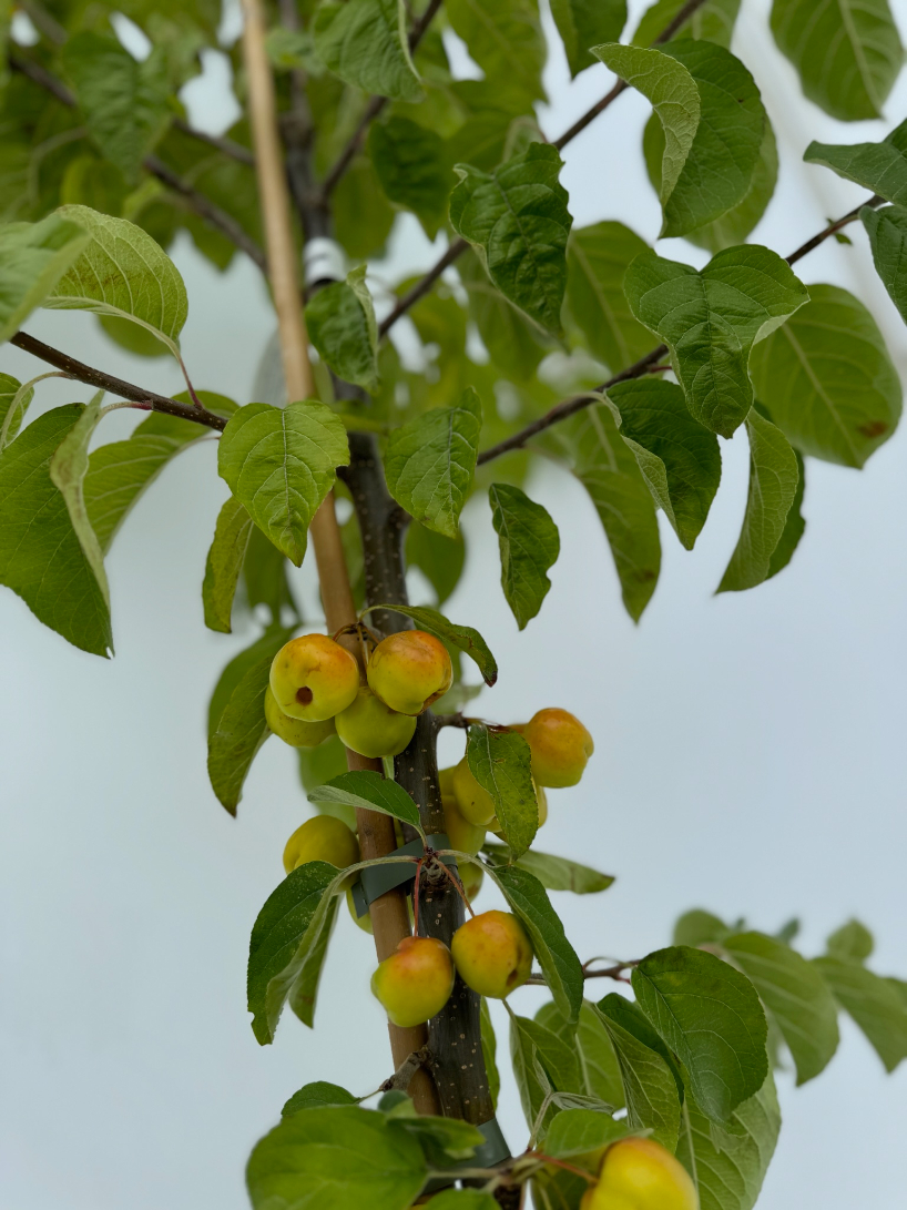 Malus Butterball – Farlow Farm Nursery