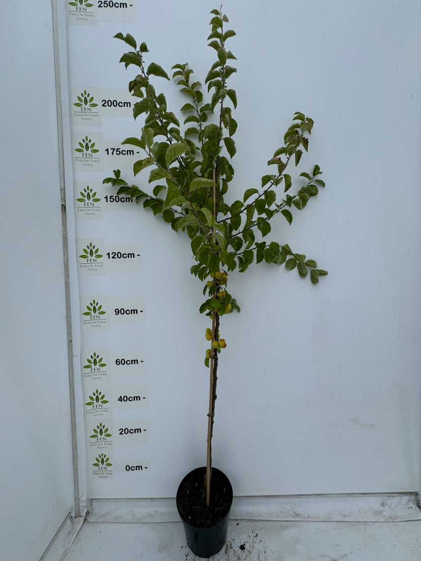 Malus Butterball – Farlow Farm Nursery