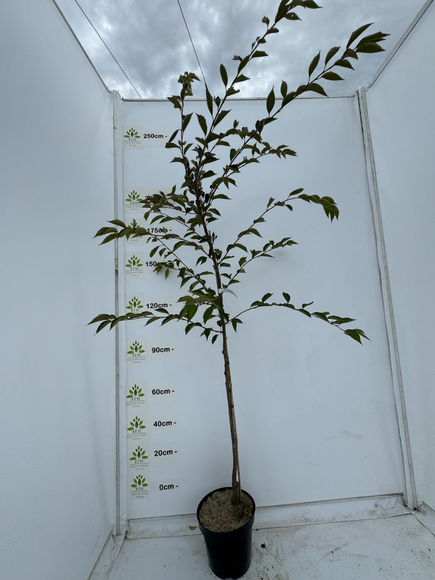 Prunus ‘Accolade’ – Farlow Farm Nursery