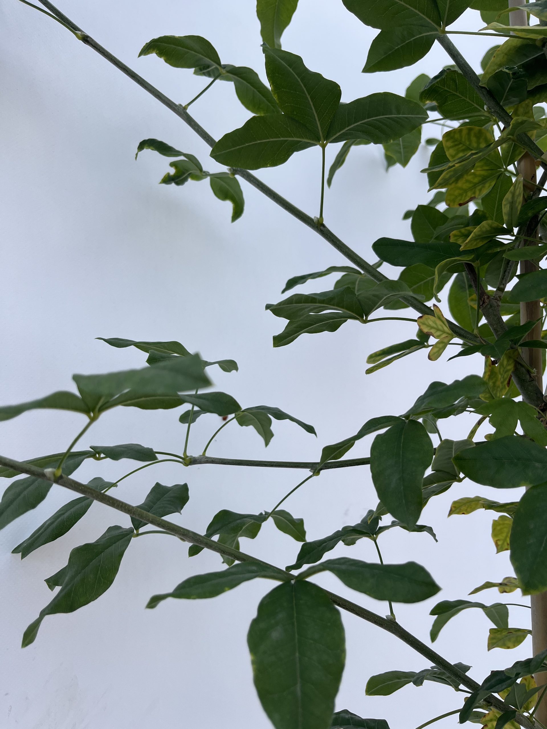 Laburnum Vossii – Farlow Farm Nursery