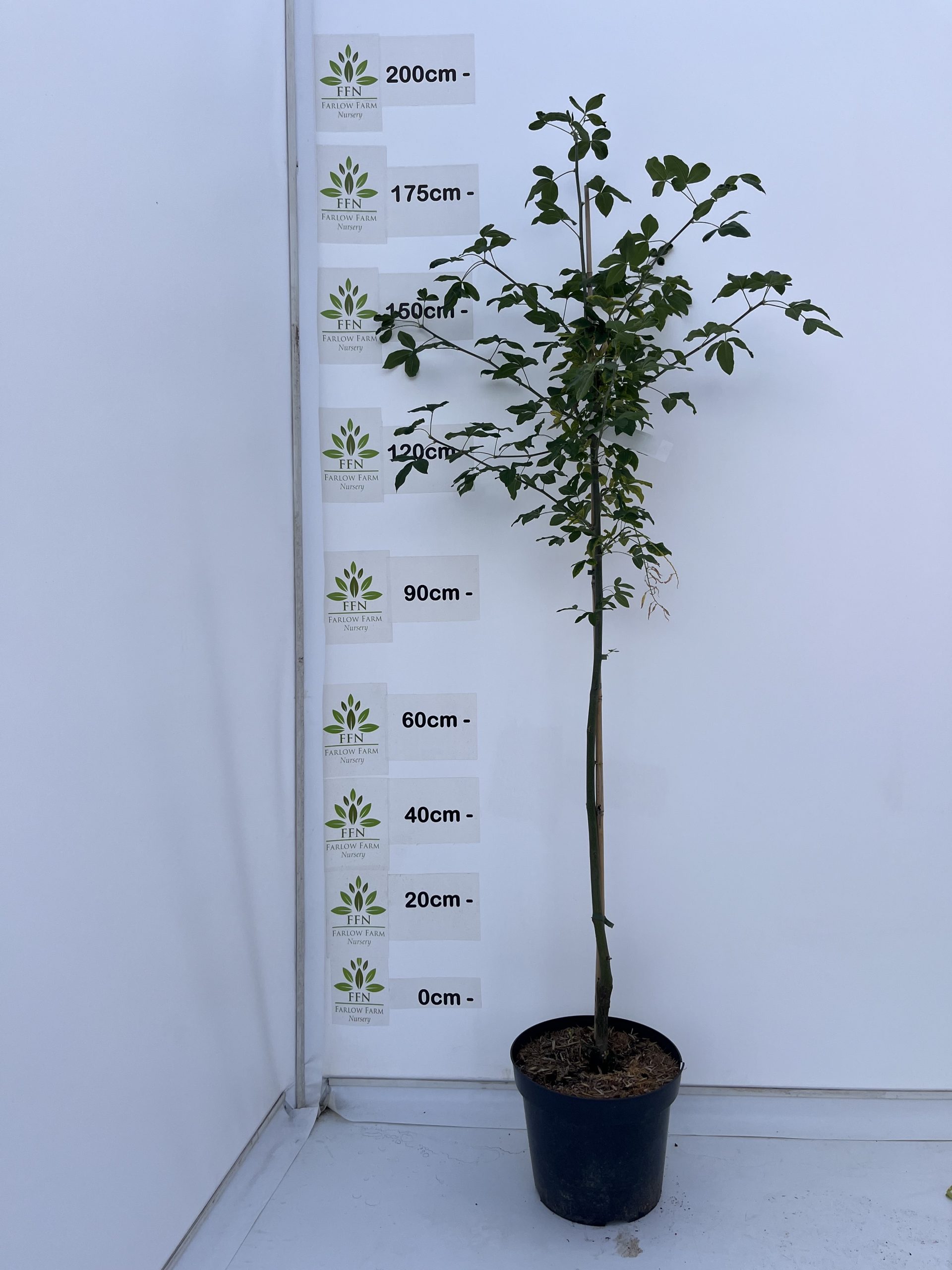 Laburnum Vossii – Farlow Farm Nursery