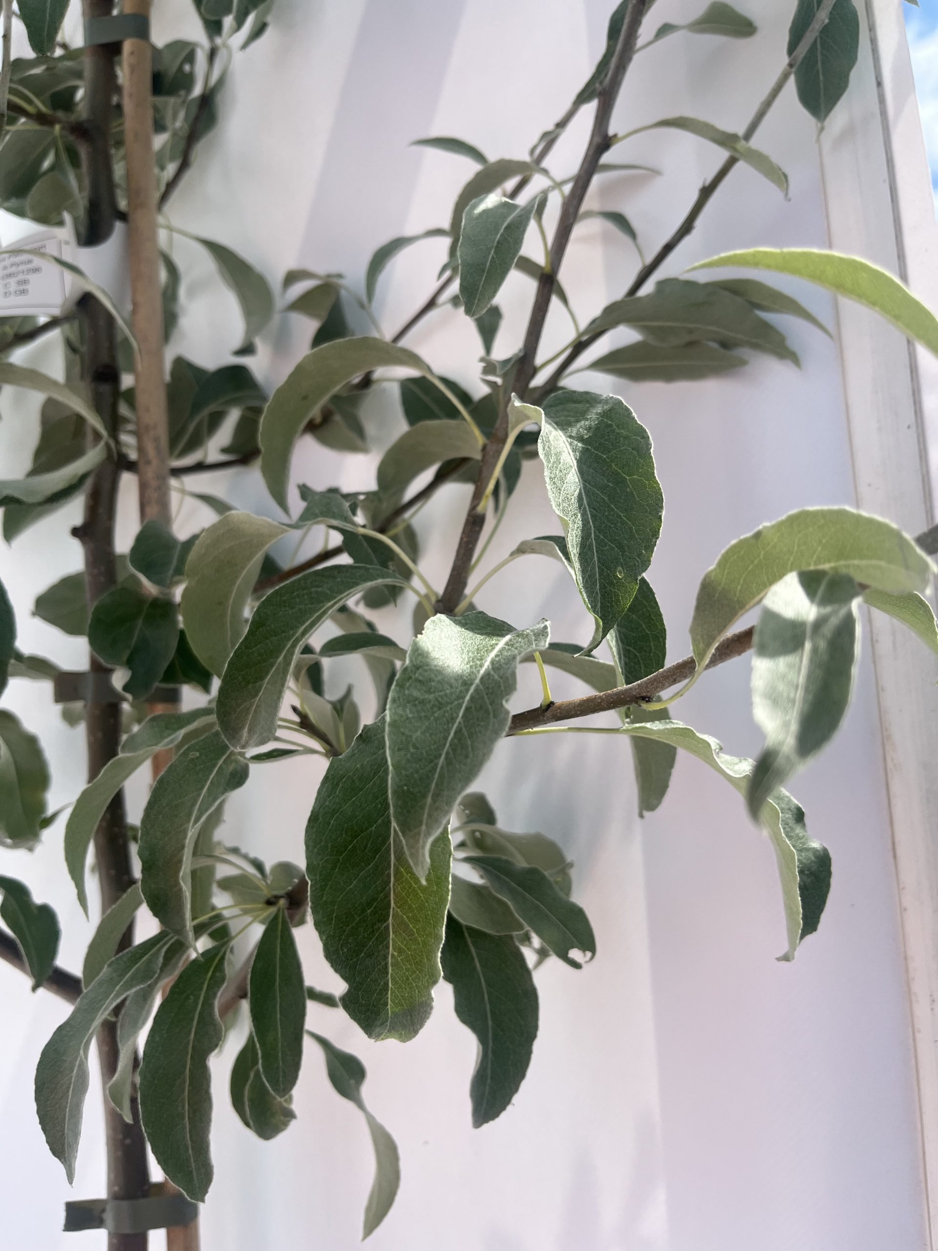 Pyrus Silver Sail – Farlow Farm Nursery